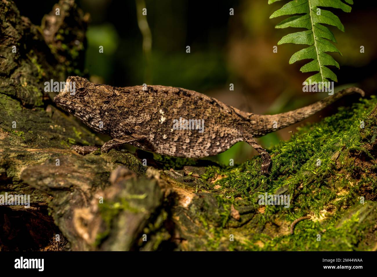 Antakarana ground chameleon (Brookesia antakarana), Montagne d Ambre ...