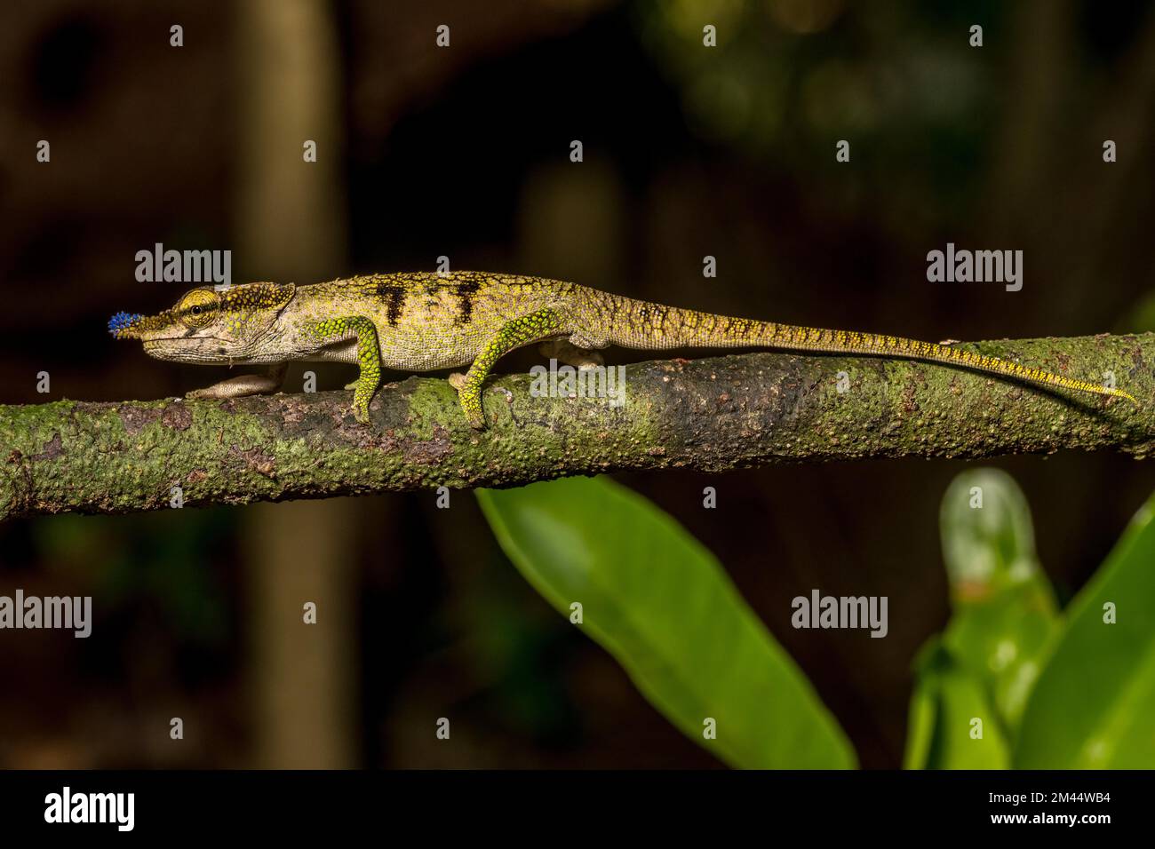 Blue-nosed Chameleon (Calumma linotum), Montagne d Ambre National Park ...