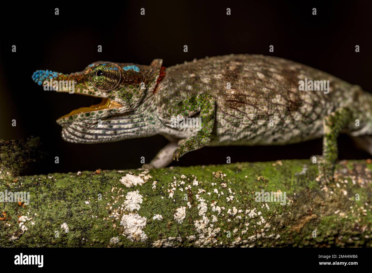 Blue-nosed Chameleon (Calumma linotum), Montagne d Ambre National Park ...