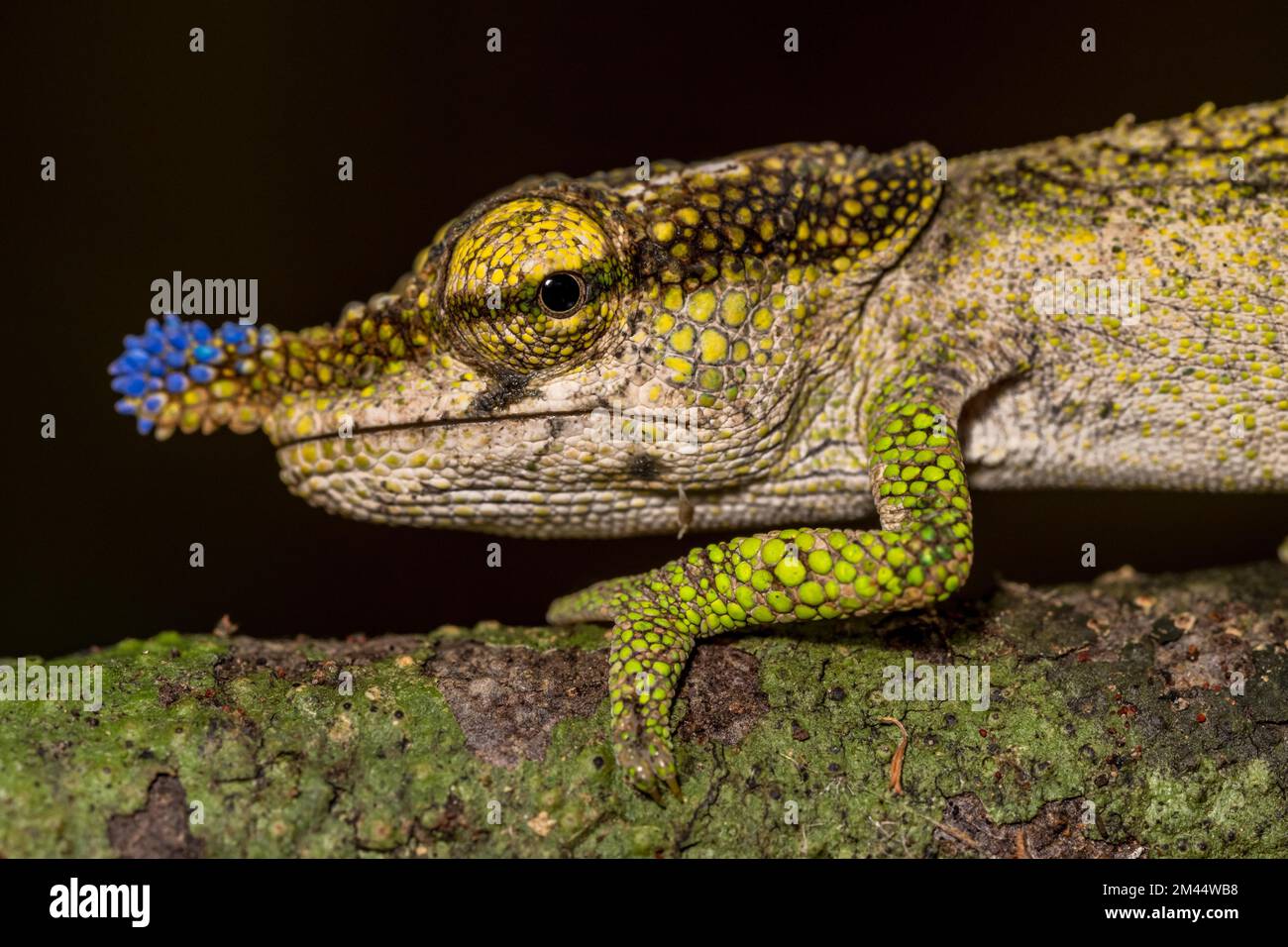 Blue-nosed Chameleon (Calumma linotum), Montagne d Ambre National Park ...