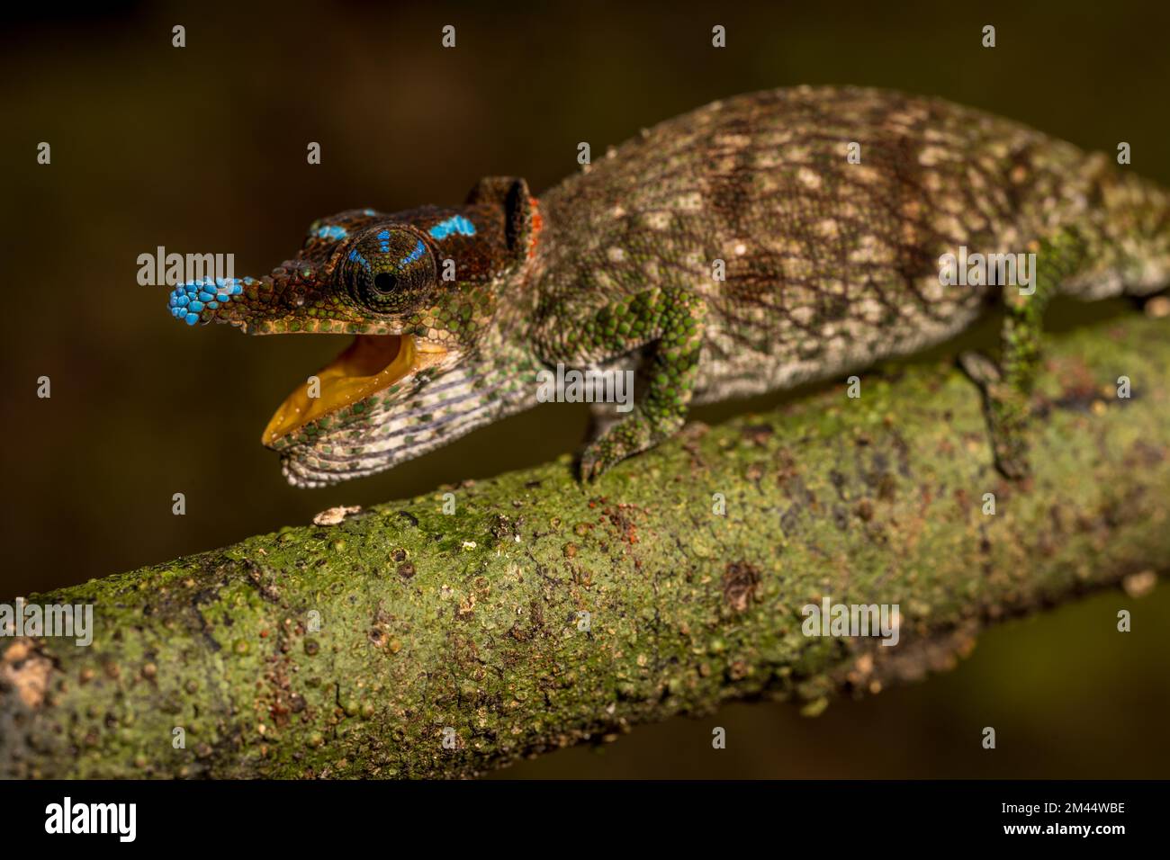 Blue-nosed Chameleon (Calumma linotum), Montagne d Ambre National Park ...