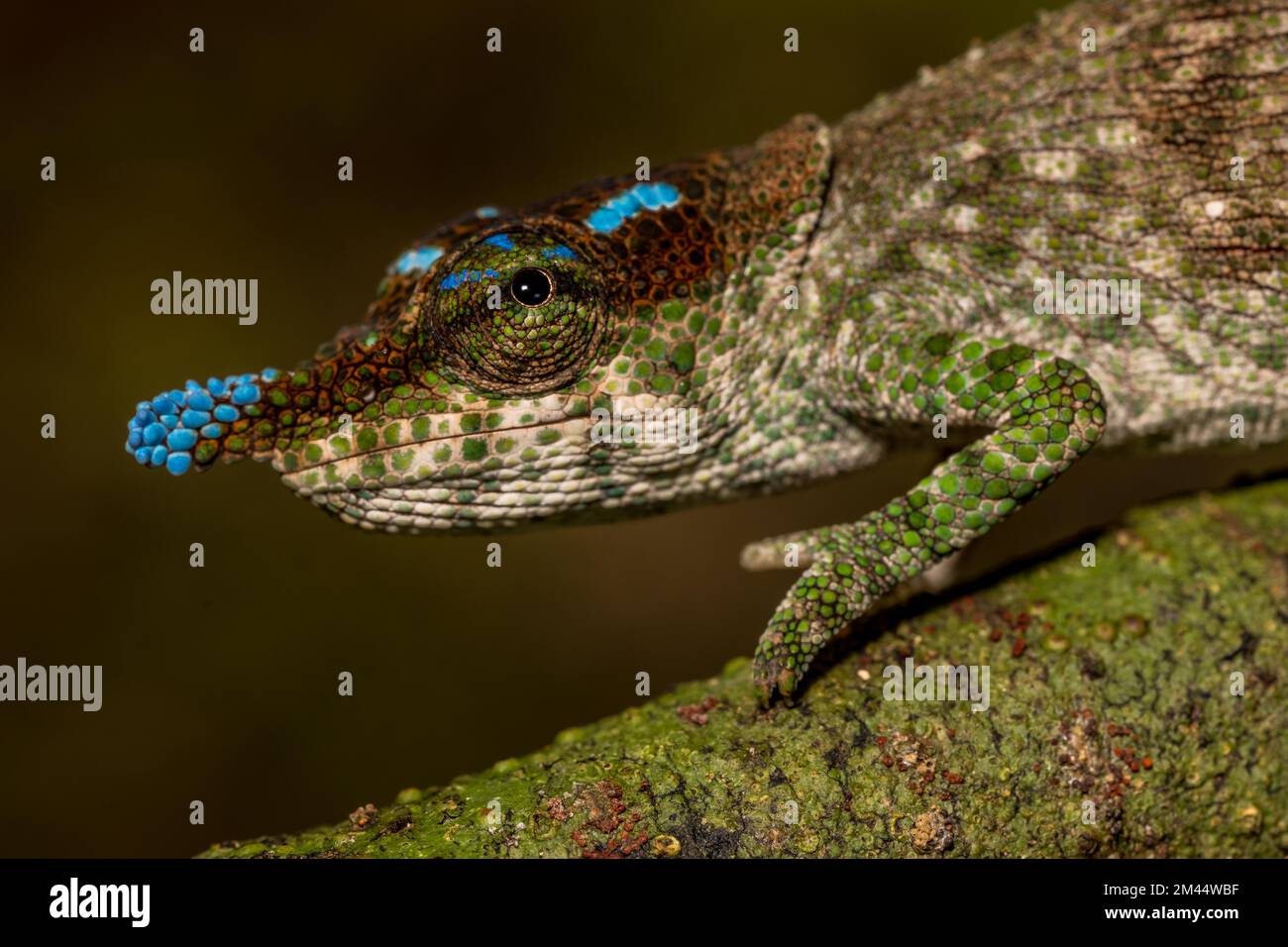 Blue-nosed Chameleon (Calumma linotum), Montagne d Ambre National Park ...