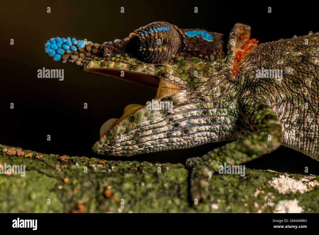 Blue-nosed Chameleon (Calumma linotum), Montagne d Ambre National Park ...