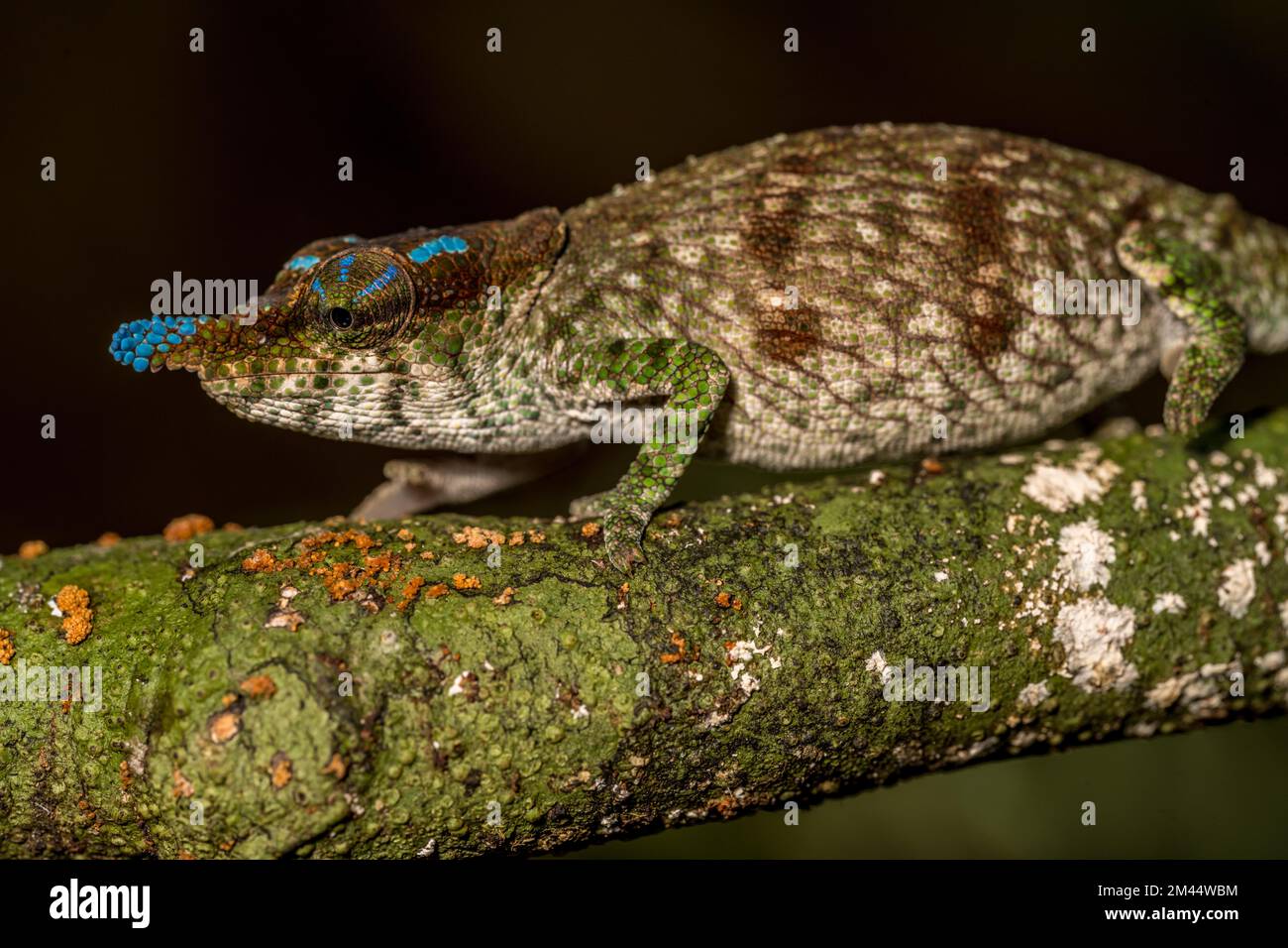 Blue-nosed Chameleon (Calumma linotum), Montagne d Ambre National Park ...