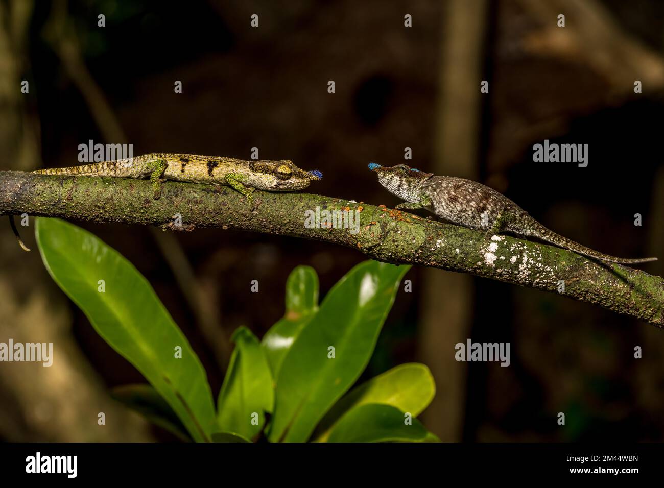 Blue-nosed Chameleon (Calumma linotum), Montagne d Ambre National Park ...