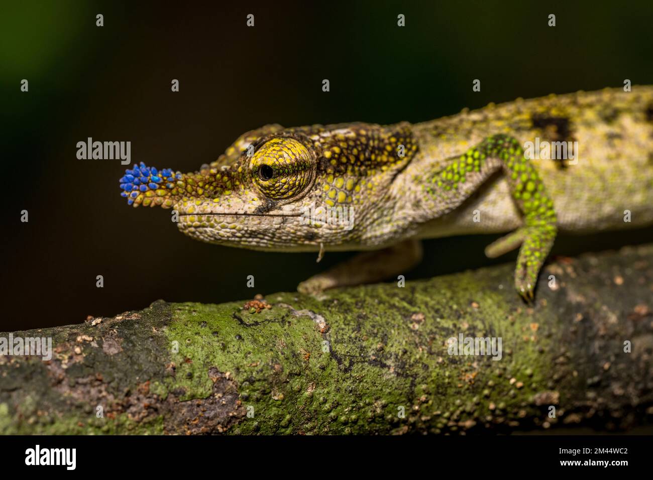 Blue-nosed Chameleon (Calumma linotum), Montagne d Ambre National Park ...