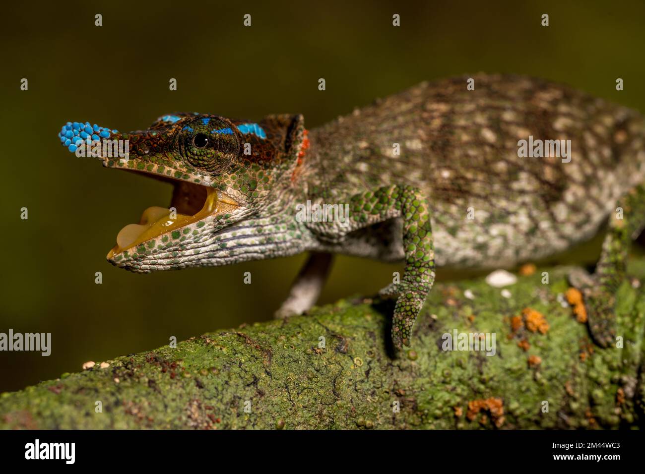 Blue-nosed Chameleon (Calumma linotum), Montagne d Ambre National Park ...