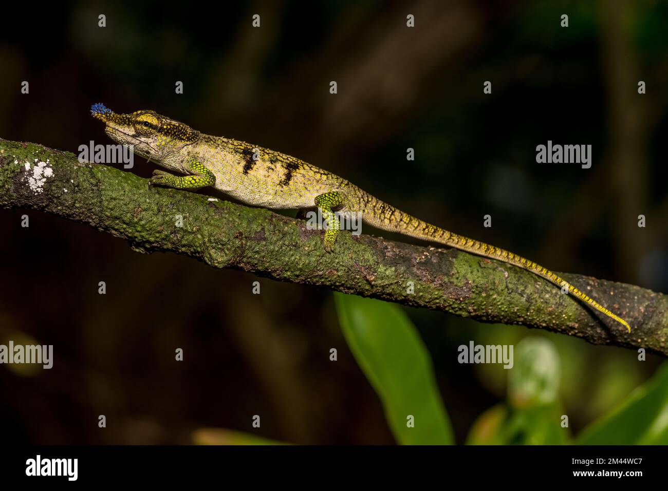 Blue-nosed Chameleon (Calumma linotum), Montagne d Ambre National Park ...