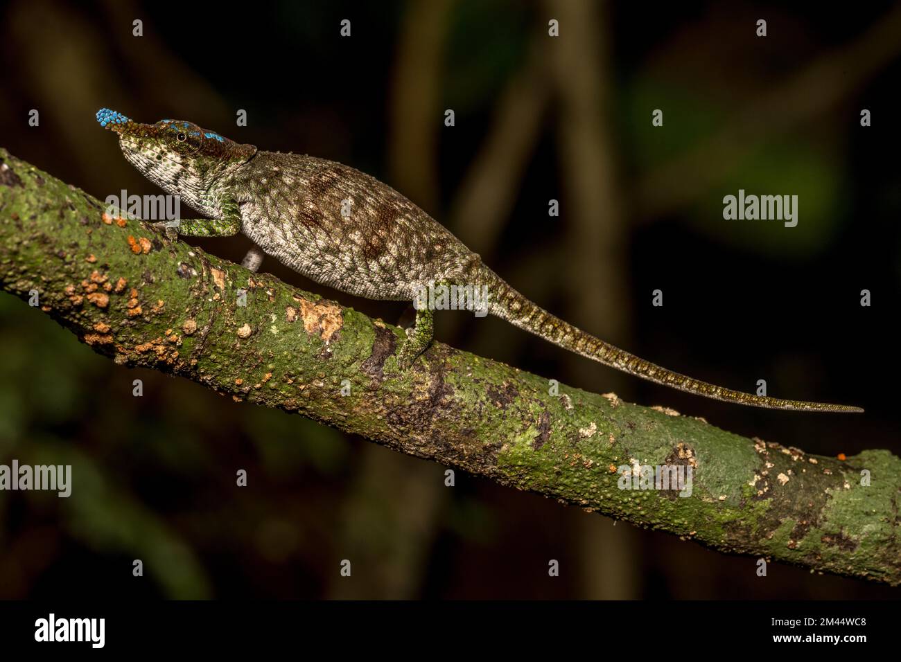 Blue-nosed Chameleon (Calumma linotum), Montagne d Ambre National Park ...
