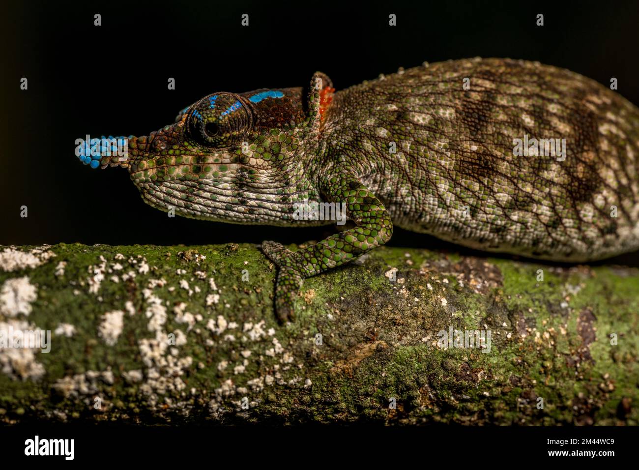 Blue-nosed Chameleon (Calumma linotum), Montagne d Ambre National Park ...
