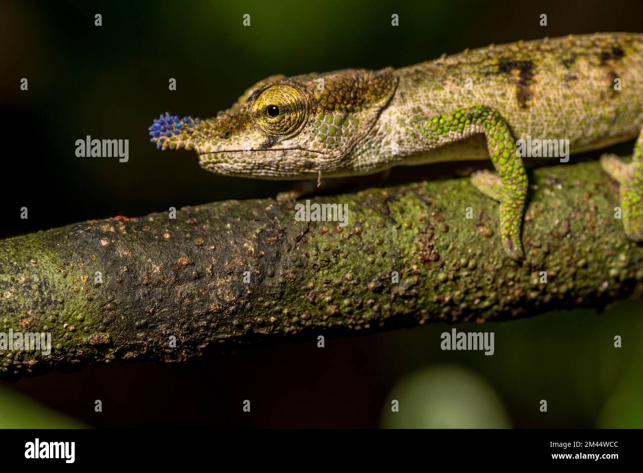 Blue-nosed Chameleon (Calumma linotum), Montagne d Ambre National Park ...