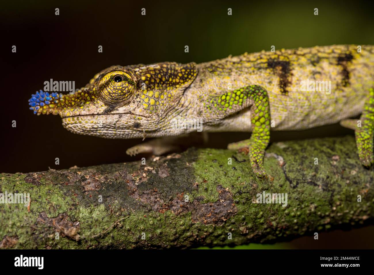 Blue-nosed Chameleon (Calumma linotum), Montagne d Ambre National Park ...