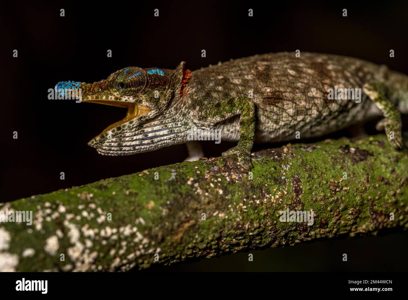 Blue-nosed Chameleon (Calumma linotum), Montagne d Ambre National Park ...