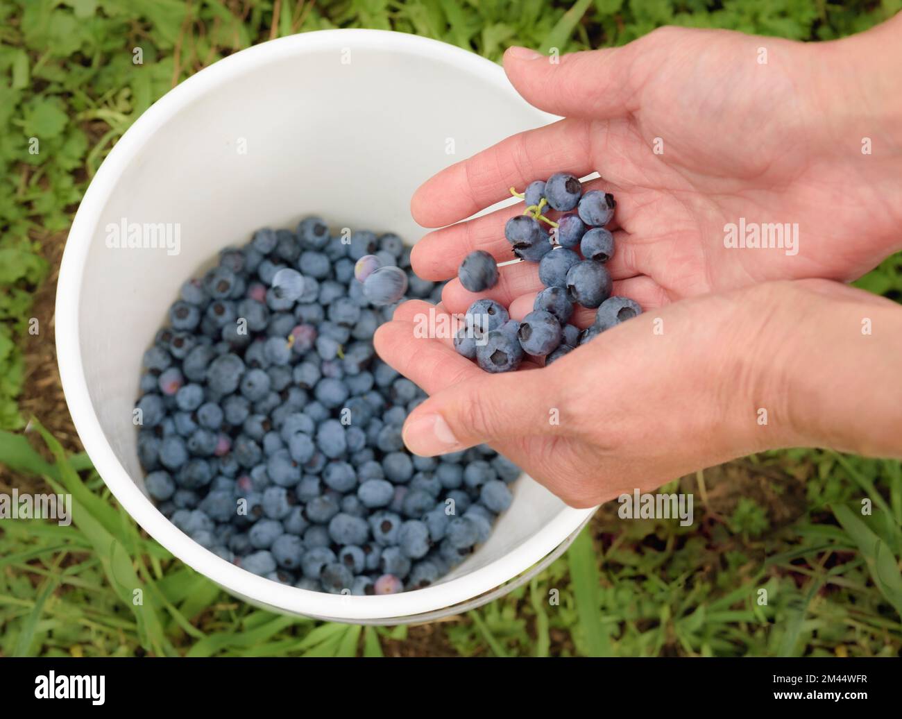Close-up of a berry picking ripe blueberries. female hand throws ...