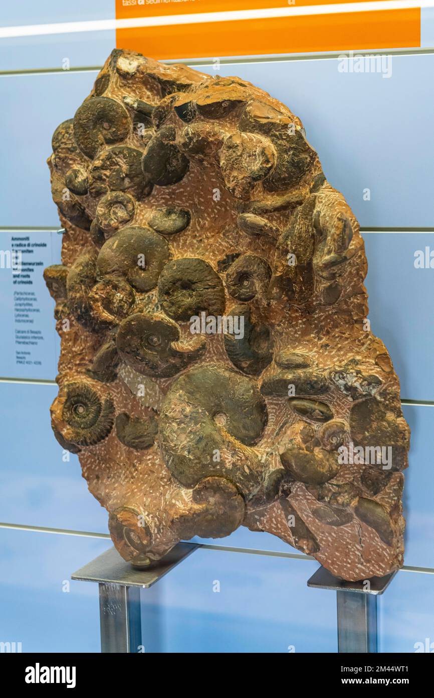 Fossils on dispaly, Museum of fossils from Meride, Unesco world ...