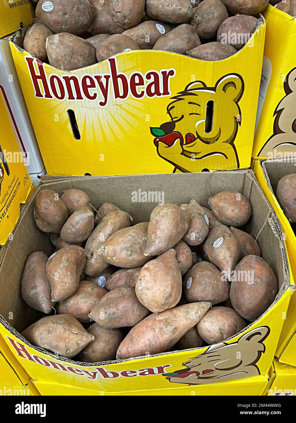 Honeybear sweet potato display bins in a grocery store in the produce ...