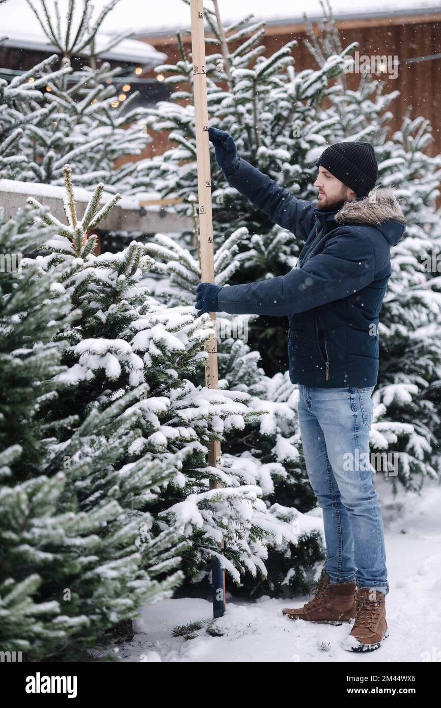 Handsome man measuring Christmas tree outdoor. Man choose fir tree for ...