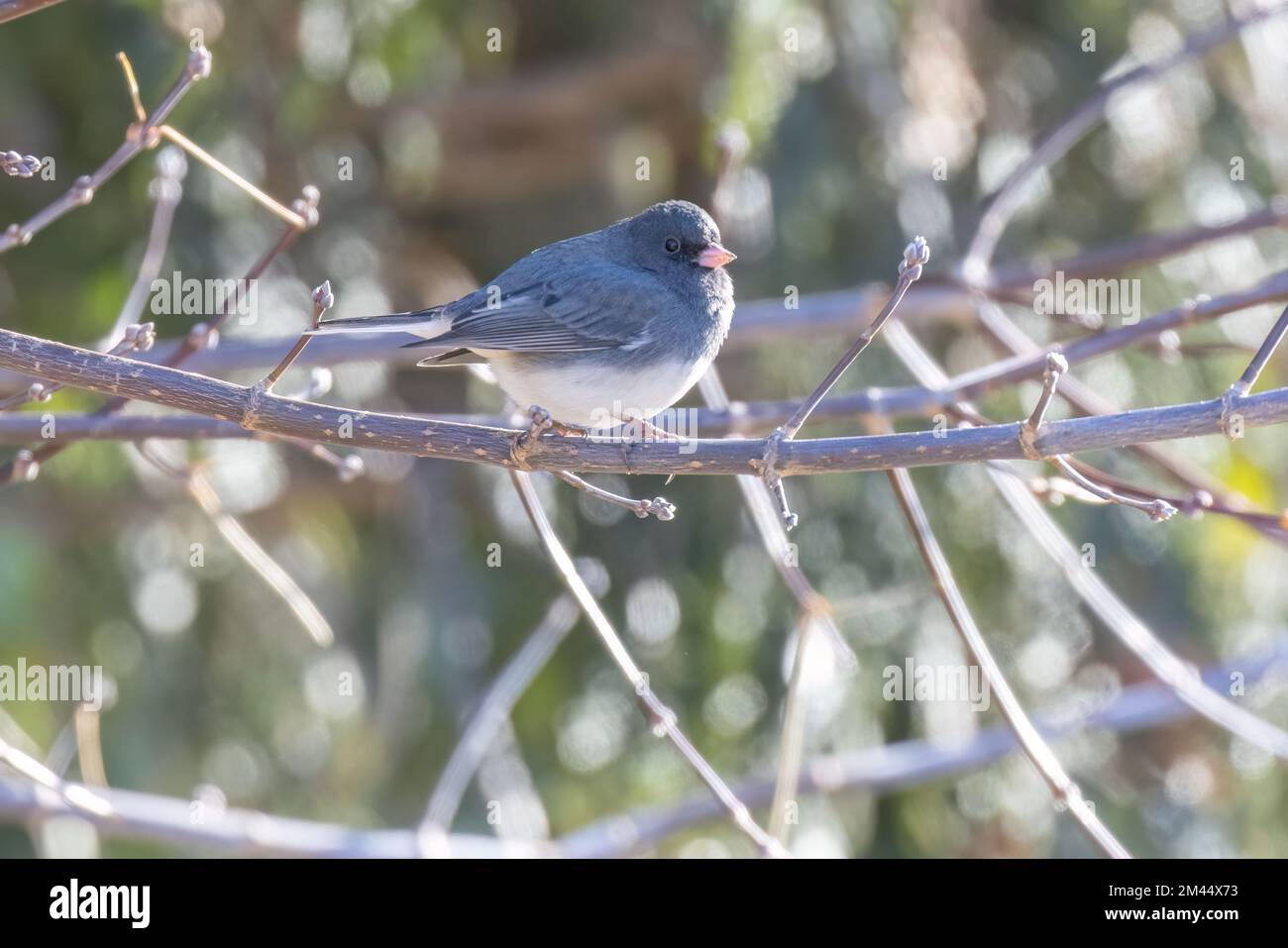 dark-eyed junco (Junco hyemalis) in winter Stock Photo - Alamy