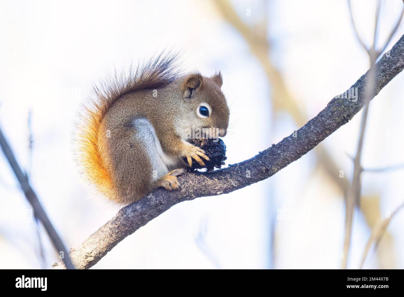 American red squirrel (Tamiasciurus hudsonicus) eating nuts in winter ...