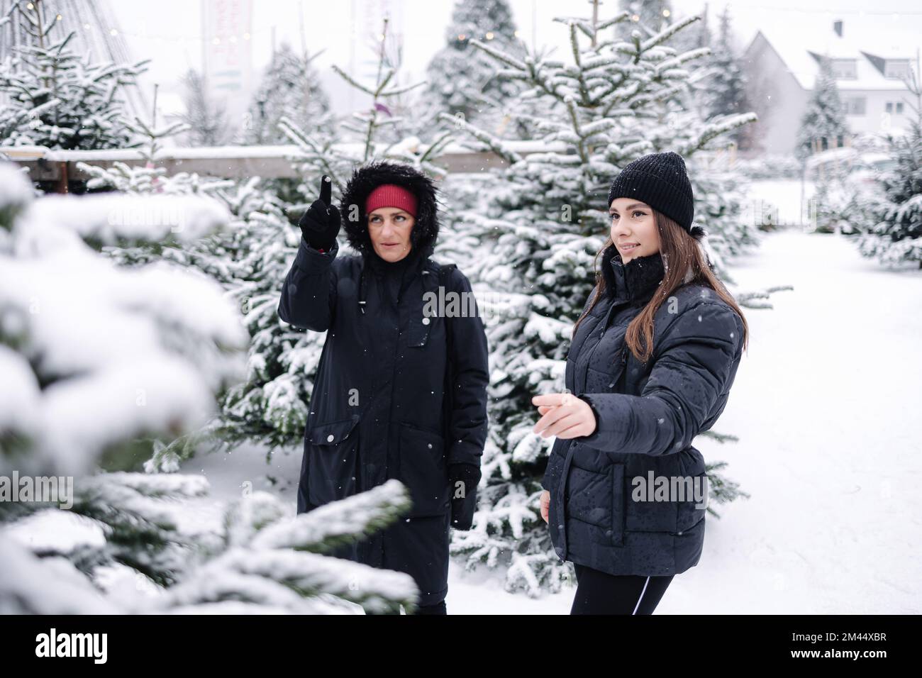 Daughter in law help buy Christmas tree for mother in law outdoor at ...