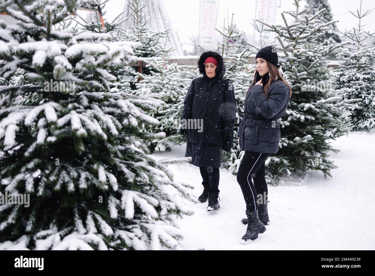 Daughter in law help buy Christmas tree for mother in law outdoor at ...
