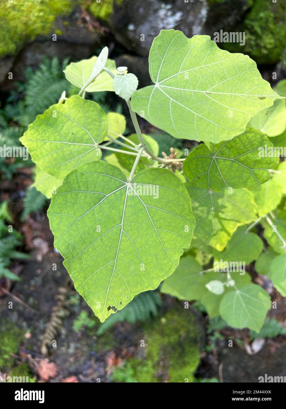 Hau kuahiwi hi-res stock photography and images - Alamy