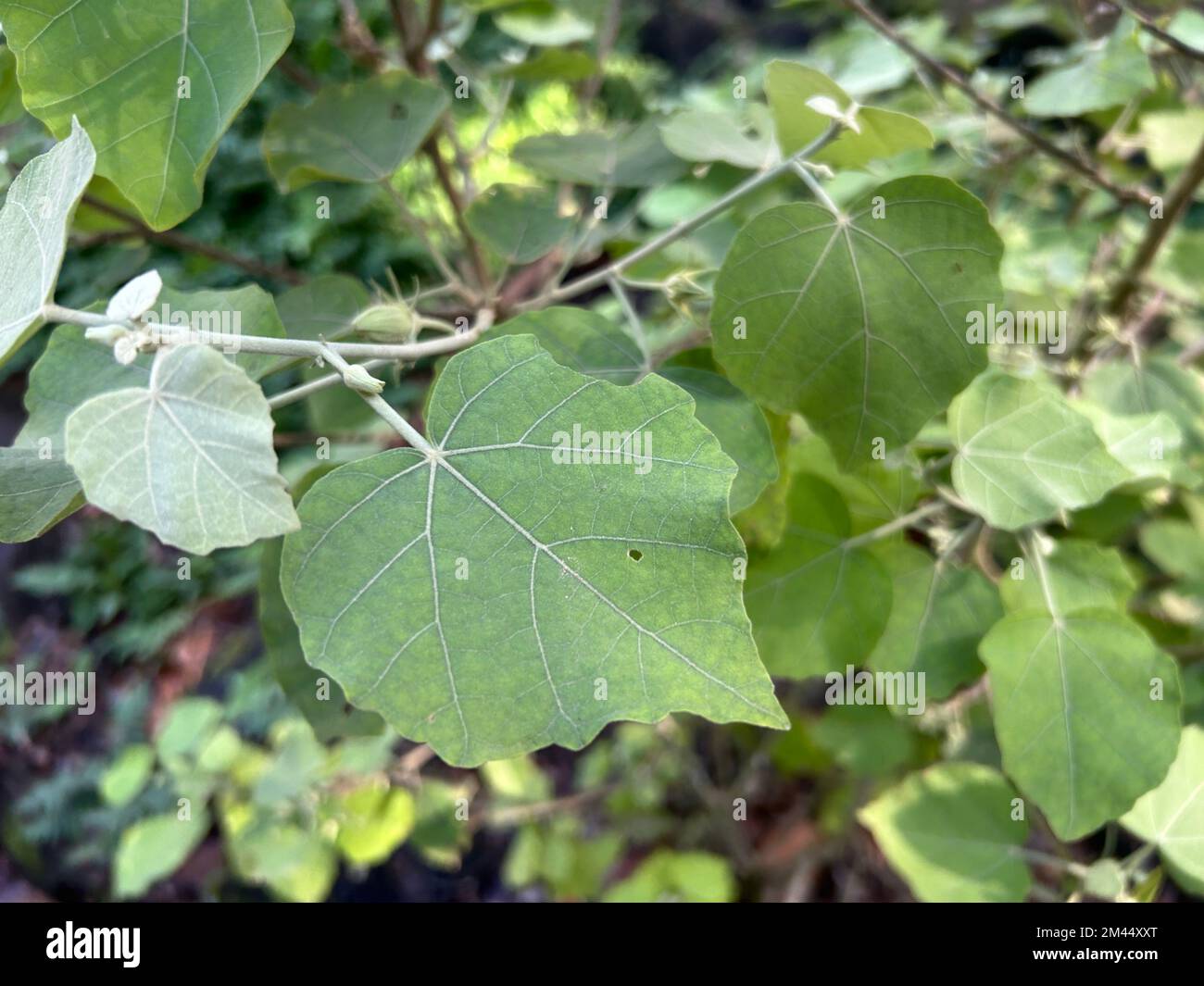 Hau kuahiwi hi-res stock photography and images - Alamy