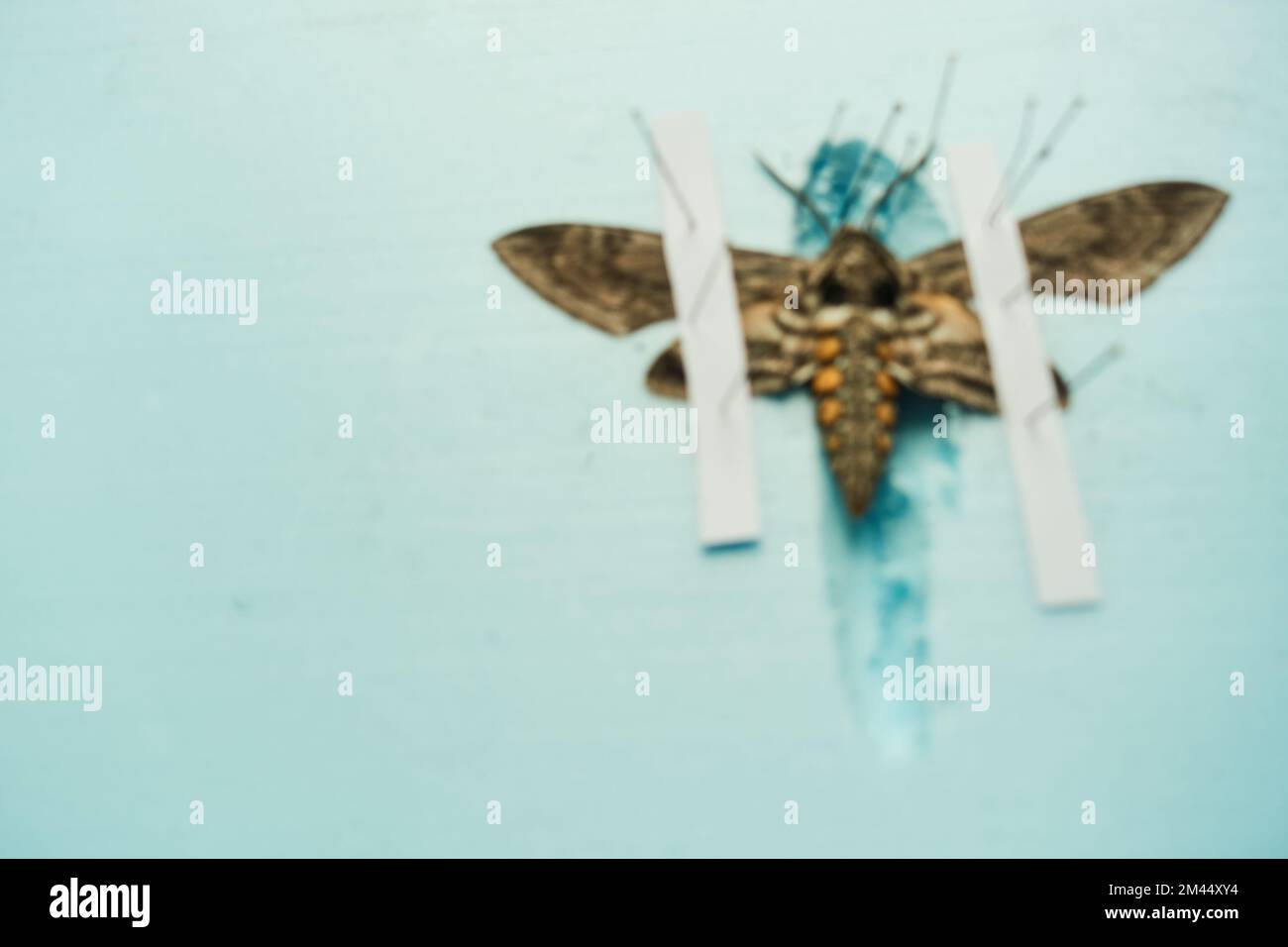 pinned tomato hornworm moth with wings spread on a foam board Stock ...