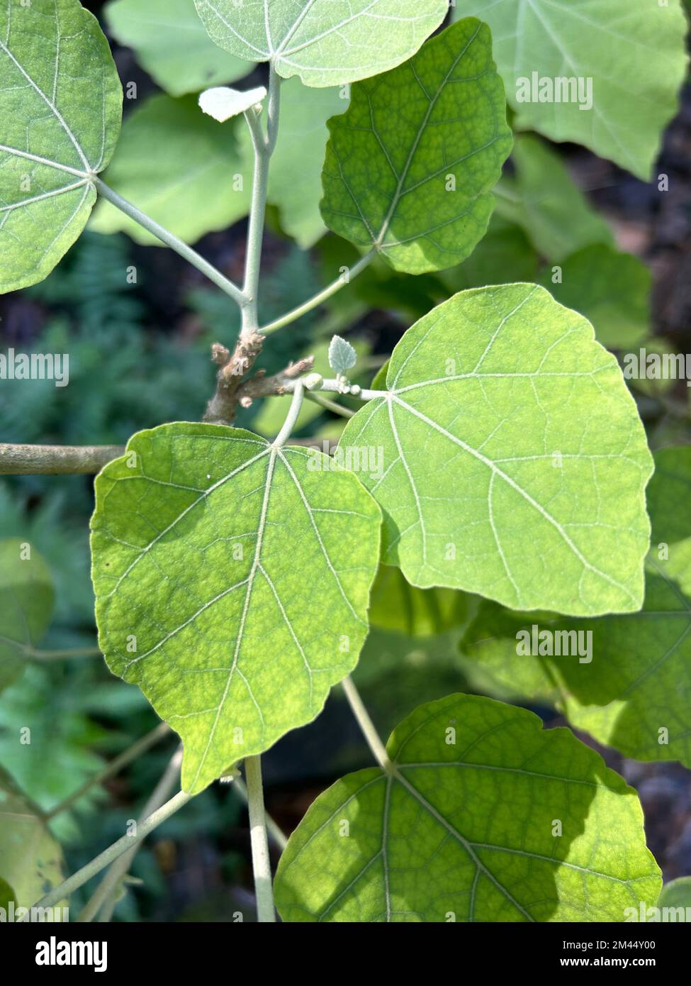 Hau kuahiwi hi-res stock photography and images - Alamy