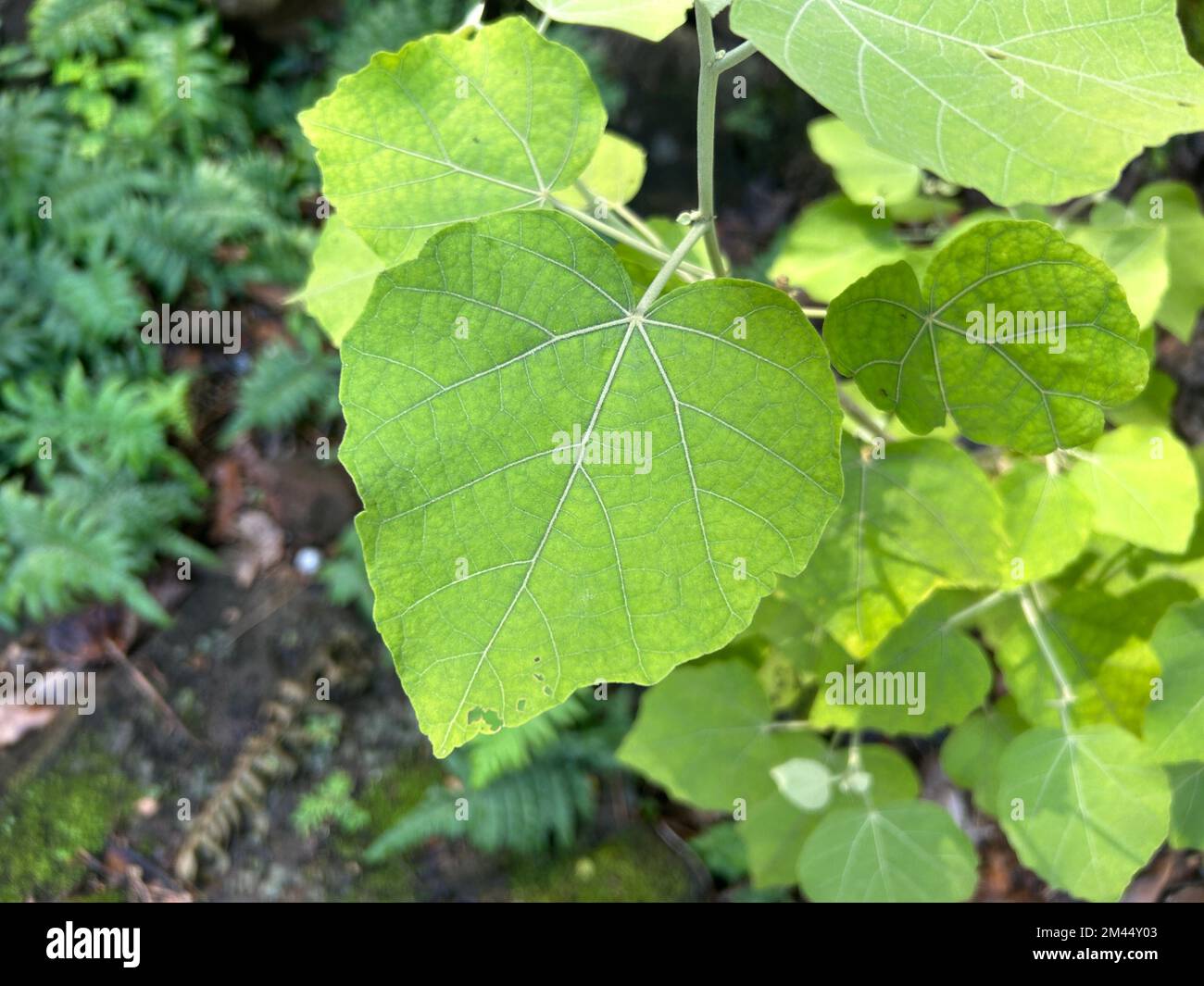 Hau kuahiwi hi-res stock photography and images - Alamy