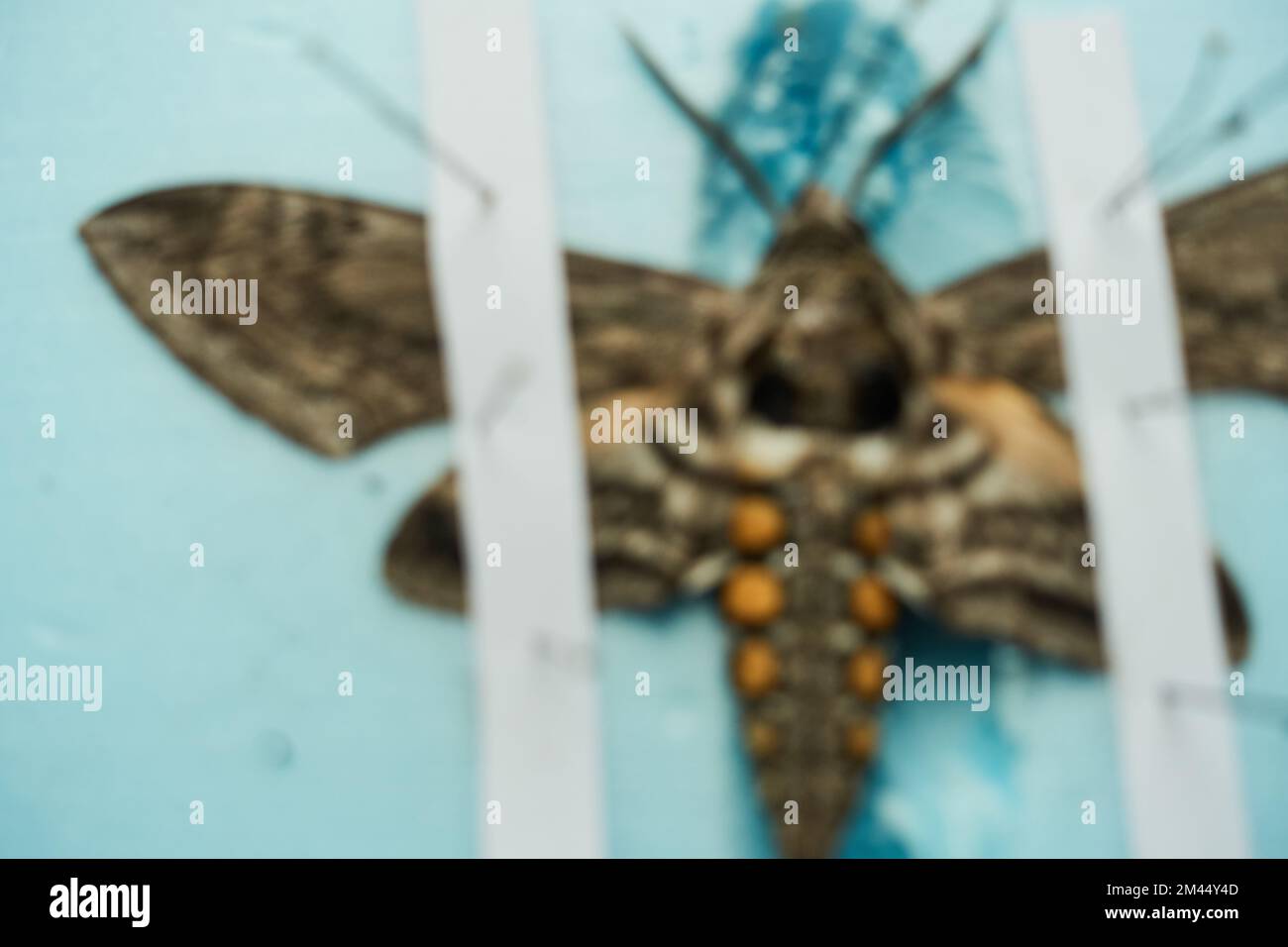 blurred pinned tomato hornworm moth with wings spread on a foam board ...