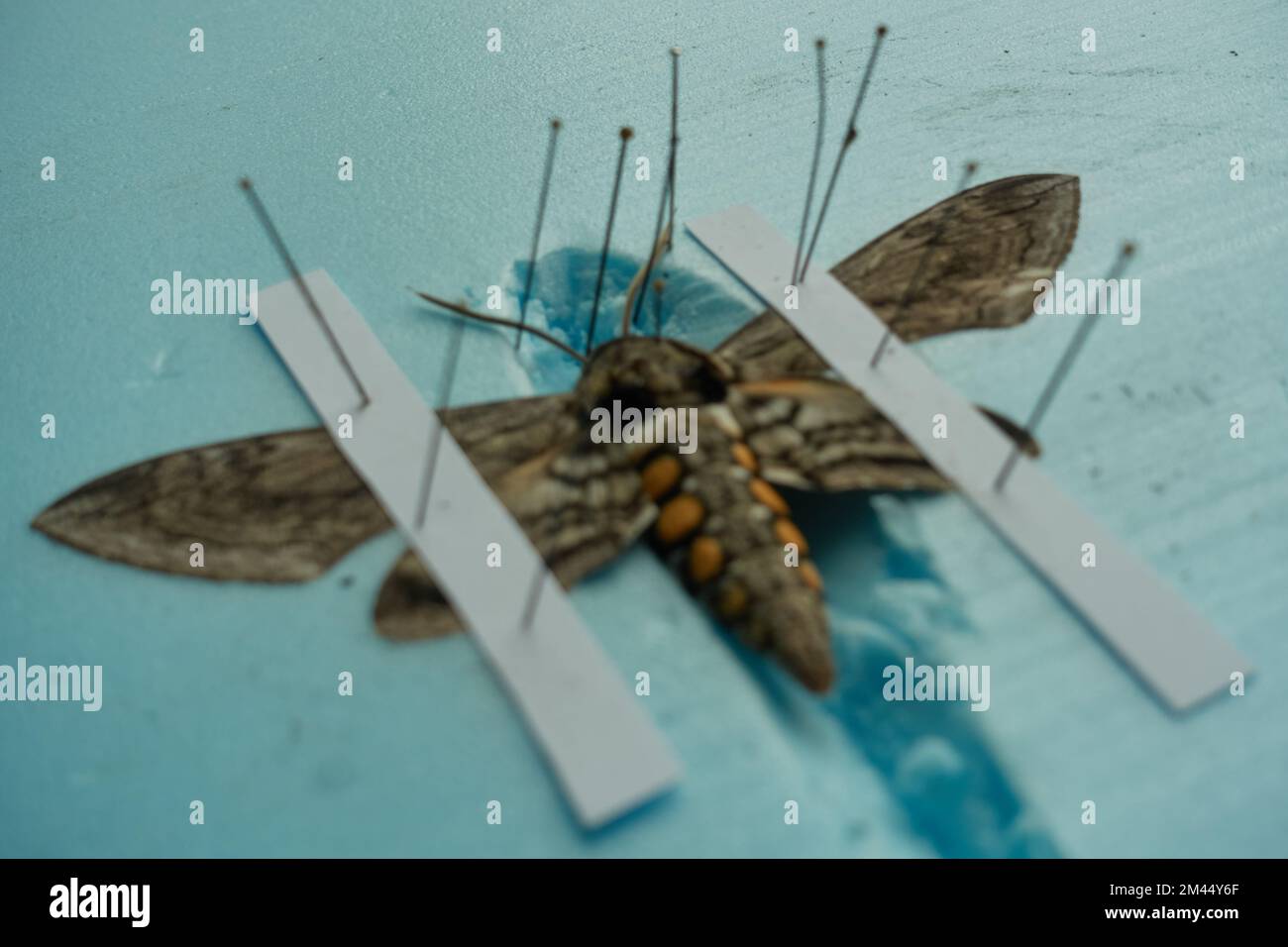 pinned tomato hornworm moth with wings spread on a foam board Stock ...