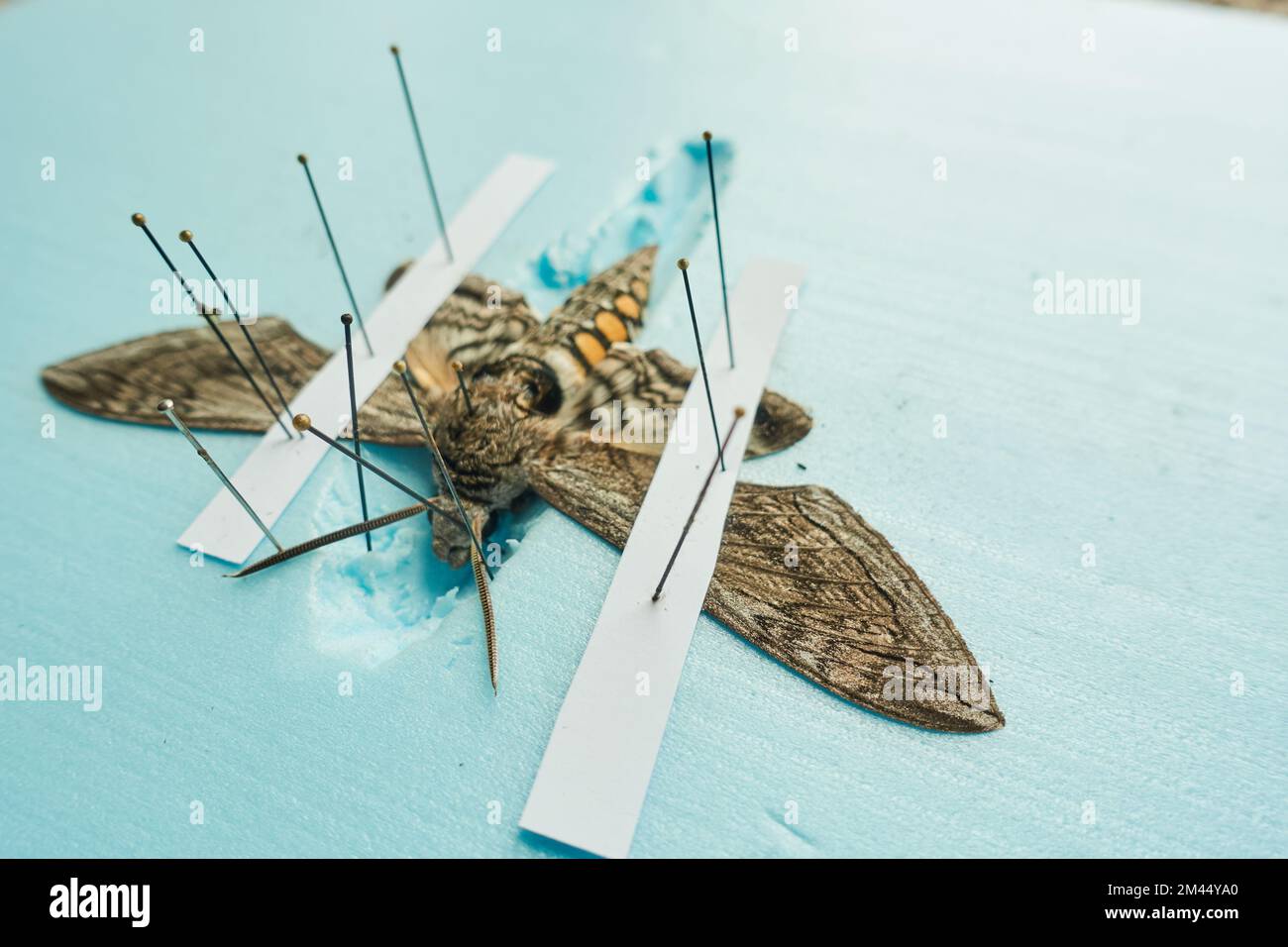 pinned tomato hornworm moth with wings spread on a foam board Stock ...