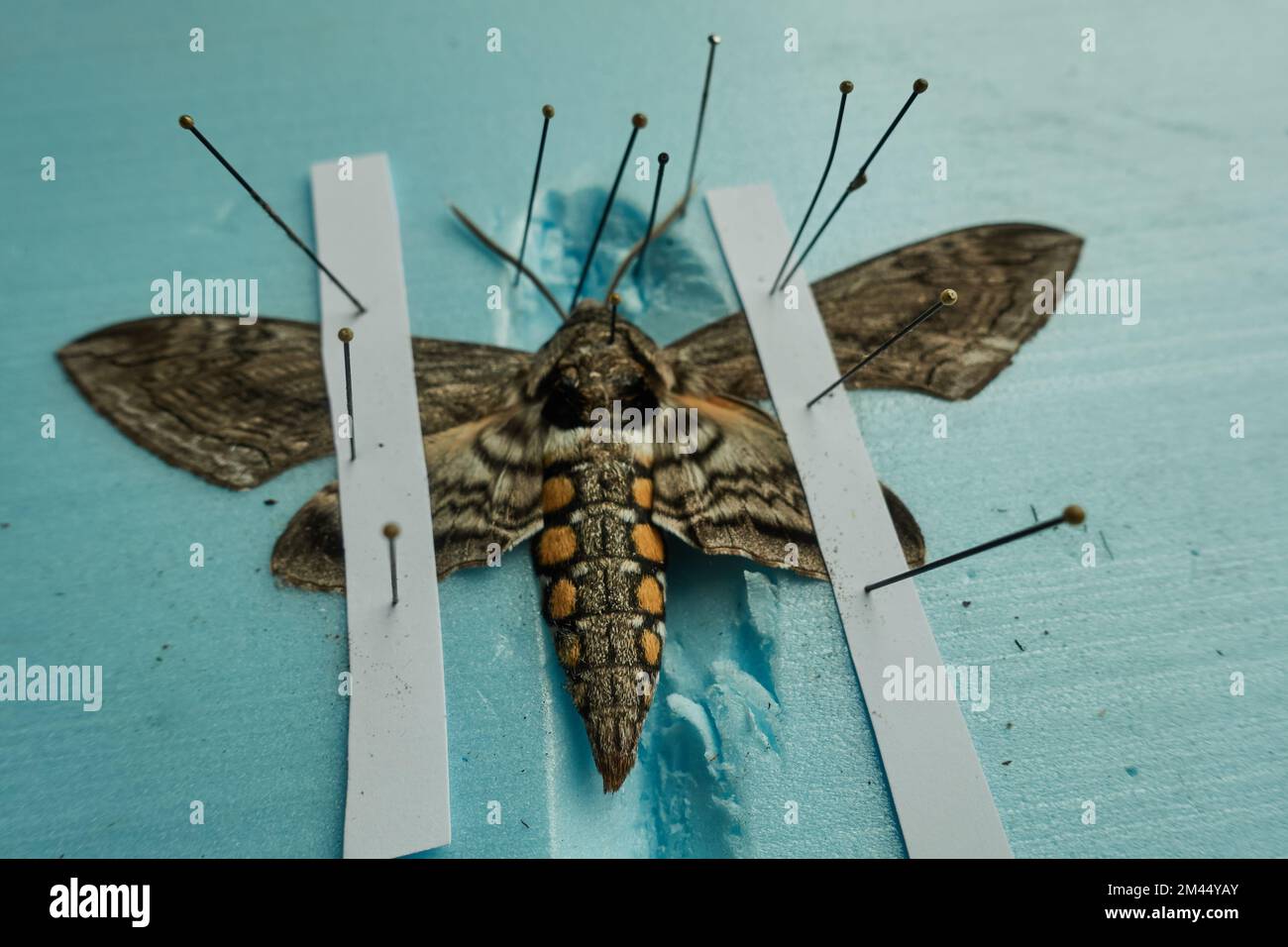 pinned tomato hornworm moth with wings spread on a foam board Stock ...