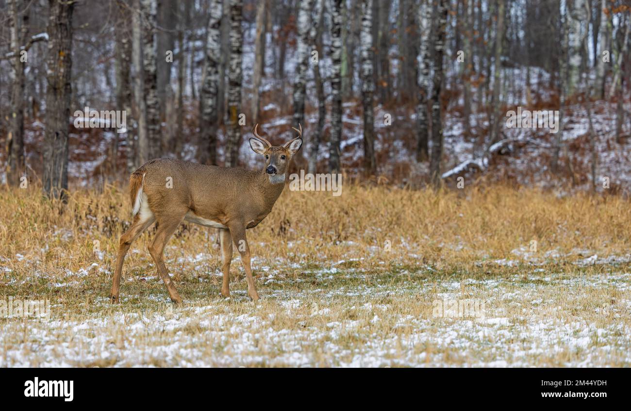 White-tailed buck in northern Wisconsin Stock Photo - Alamy