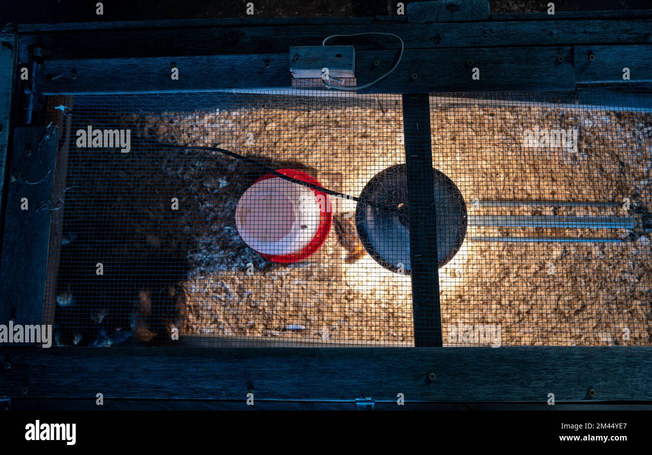 Young chicks inside a chicken brooder cage with a heat lamp, wood ...
