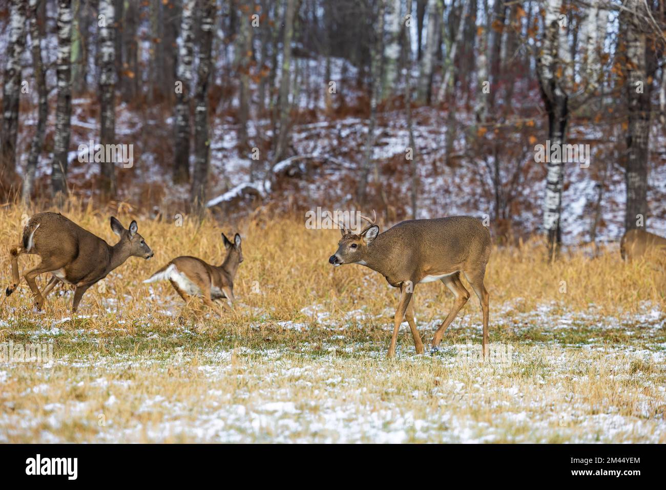 White-tailed buck chasing does during the rut in northern Wisconsin ...