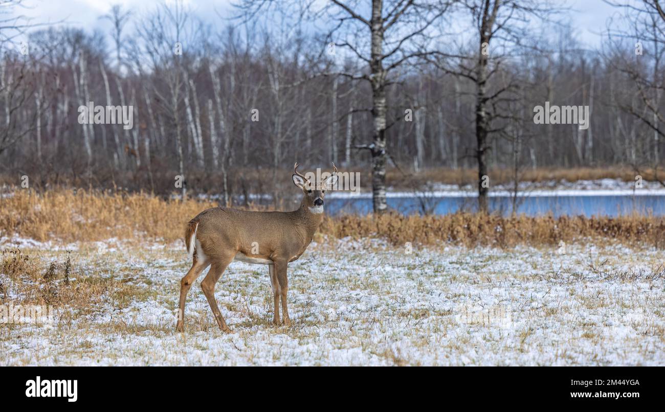 4 pt buck hi-res stock photography and images - Alamy