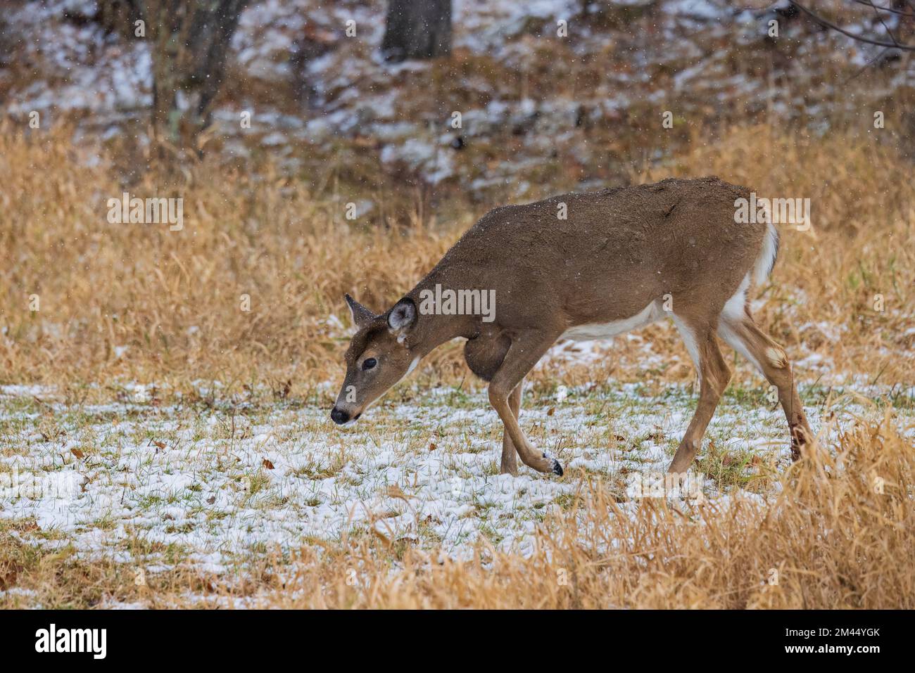 White-tailed doe with a hydrocyst on her brisket Stock Photo - Alamy