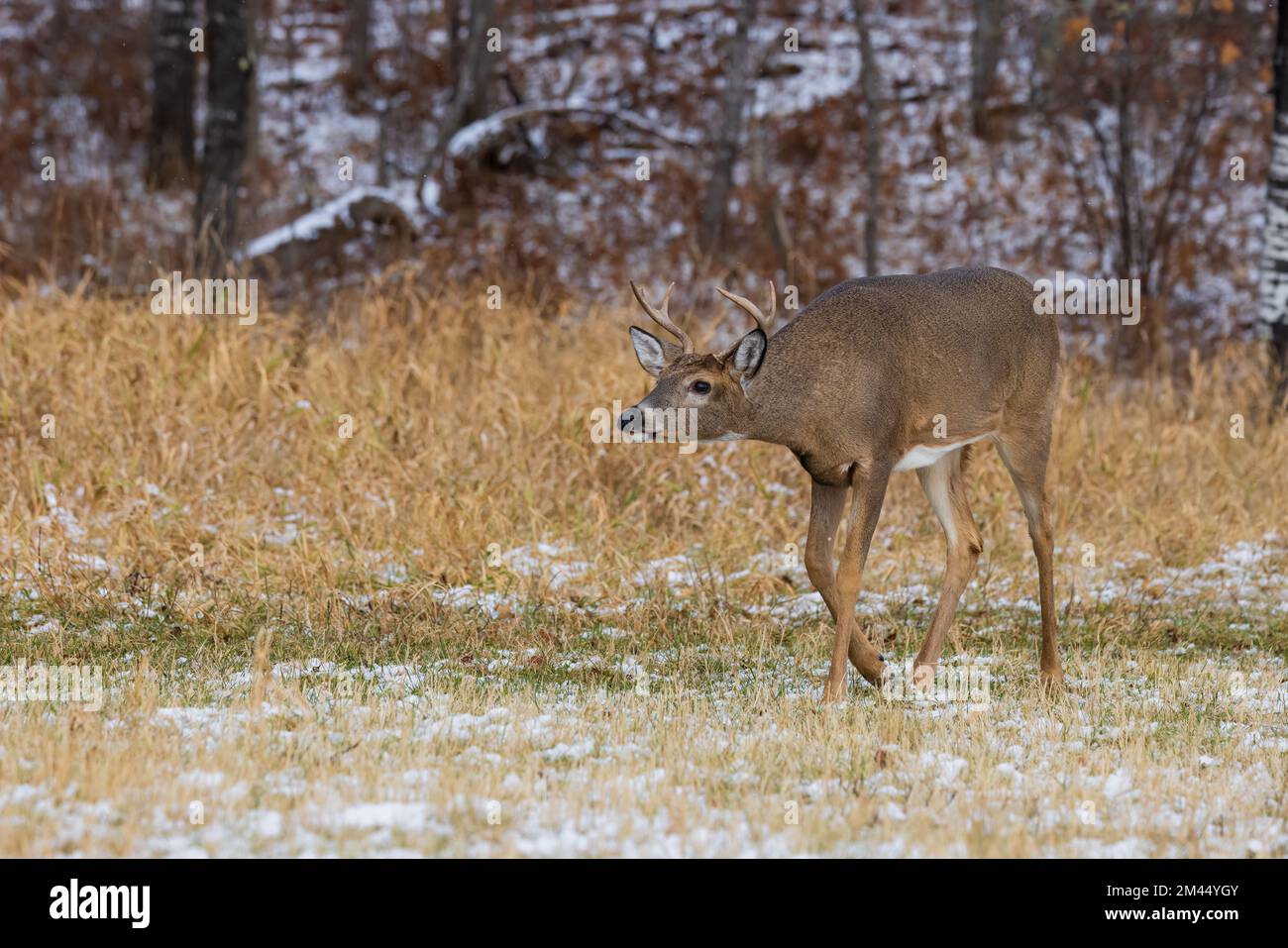 White-tailed buck chasing does during the rut in northern Wisconsin ...