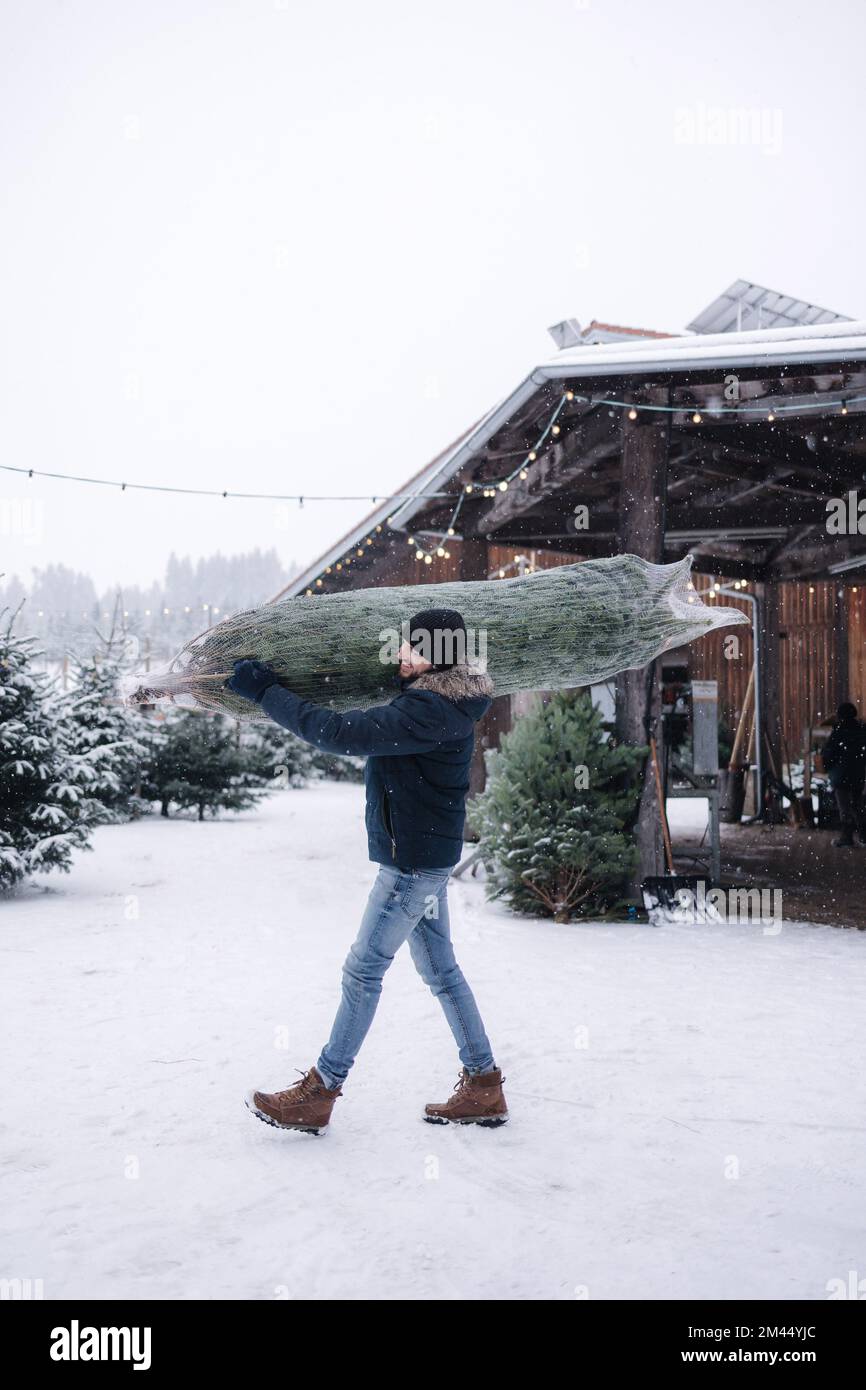 Delivery of Christmas tree from green shop market of eco trees. Fir ...