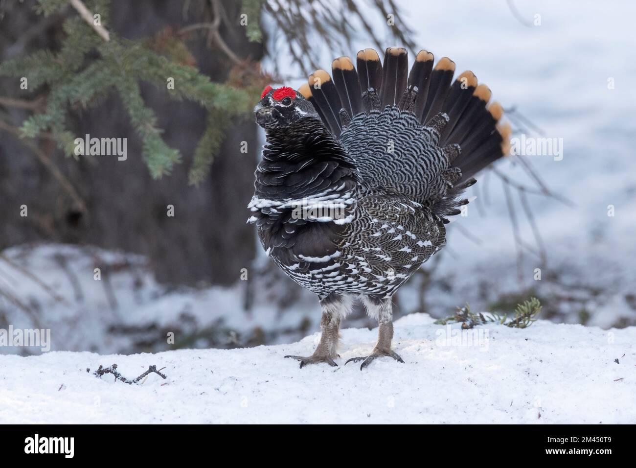 North America; United States; Alaska; Wildlife; Birds; Spruce Grouse ...