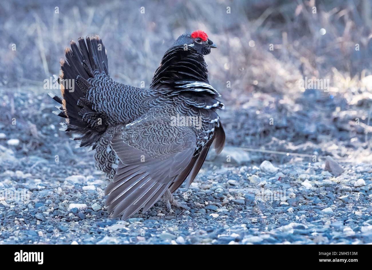 North America; United States; Alaska; Wildlife; Birds; Spruce Grouse ...