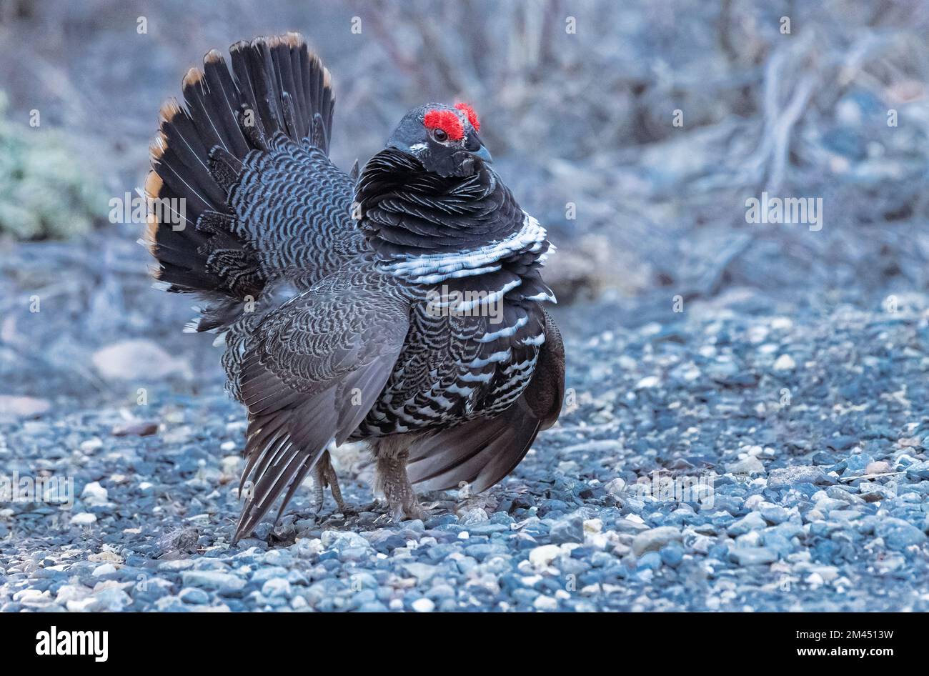 North America; United States; Alaska; Wildlife; Birds; Spruce Grouse ...