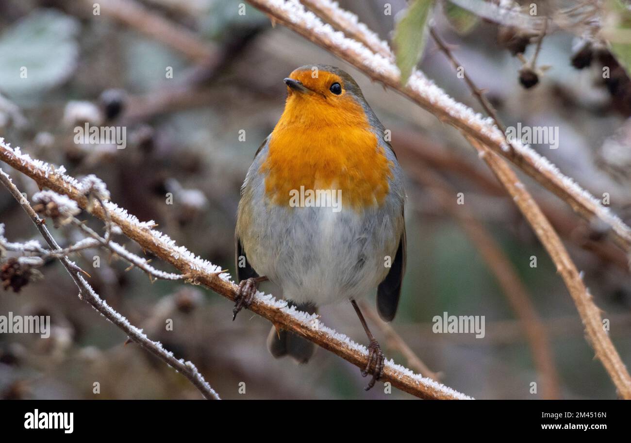 Robin taken in the snow Stock Photo - Alamy