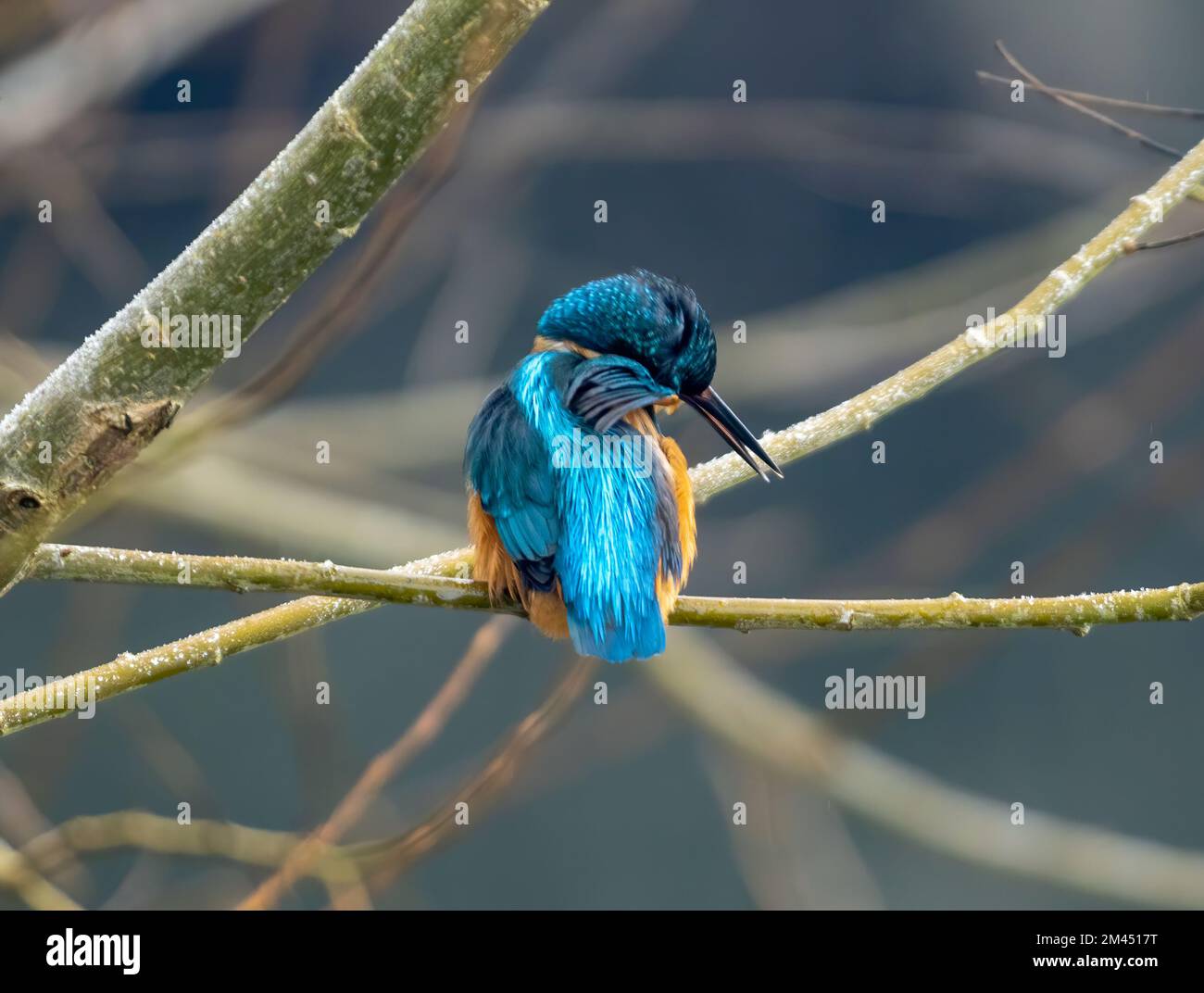 Black red start hi-res stock photography and images - Alamy