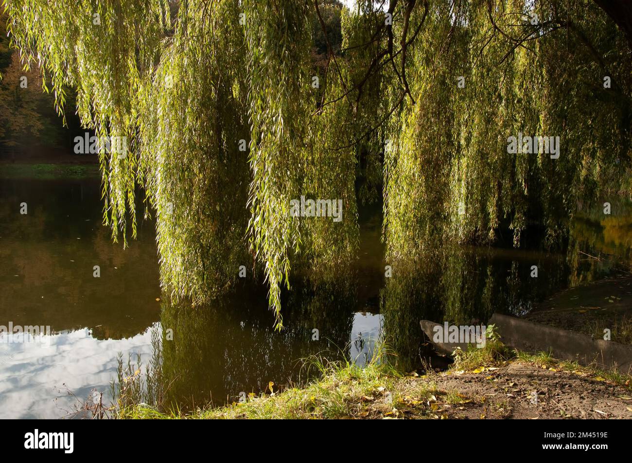 Willow tree in water hi-res stock photography and images - Alamy