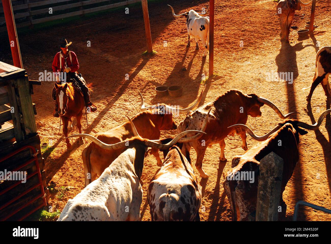 A horse-riding cowboy begins the Roundup of Texas longhorn bulls at the ...