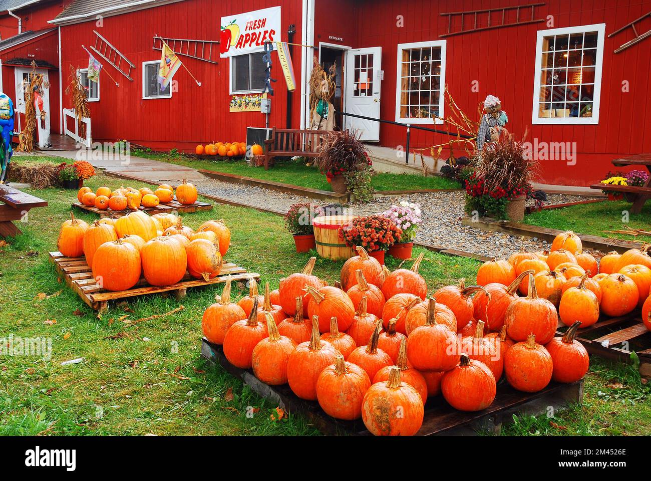 Pumpkins and halloween scenery hi-res stock photography and images - Alamy
