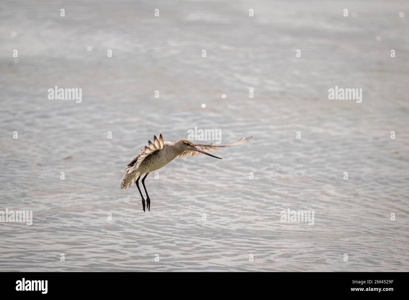 A single Bar-tailed Godwit elegantly glides in to land on it's feeding ...